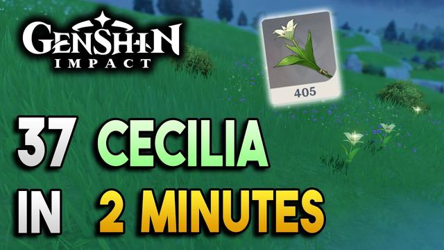 Where to Find Cecilia in Genshin Impact?