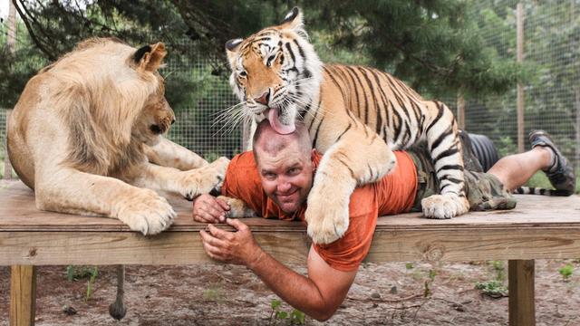 Are Tigers Friendly: Debunking Common Myths and Understanding Tiger ...