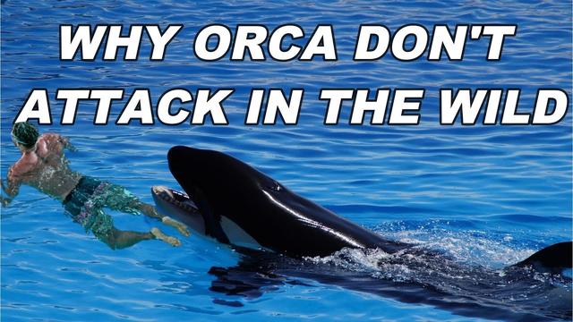 ¿Por qué las orcas no comen humanos?