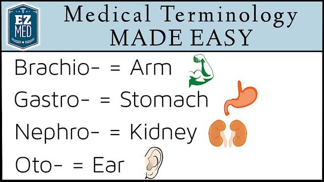 The Etymology of the Word 'Kidney'
