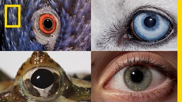 One-Eyed Animals: Do They Exist?